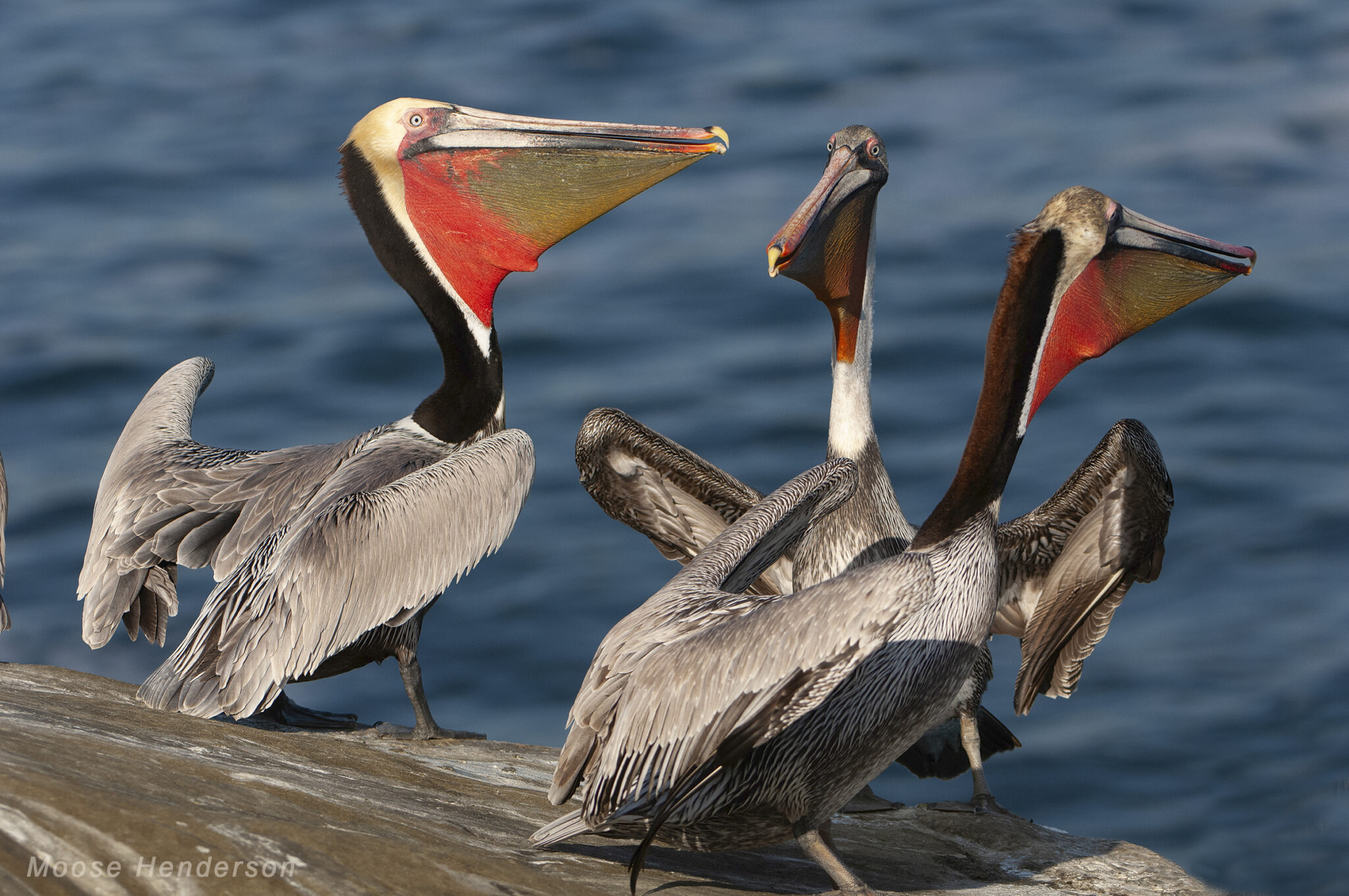 The California Brown Pelican – THE ENVIRONMENTAL RECORD