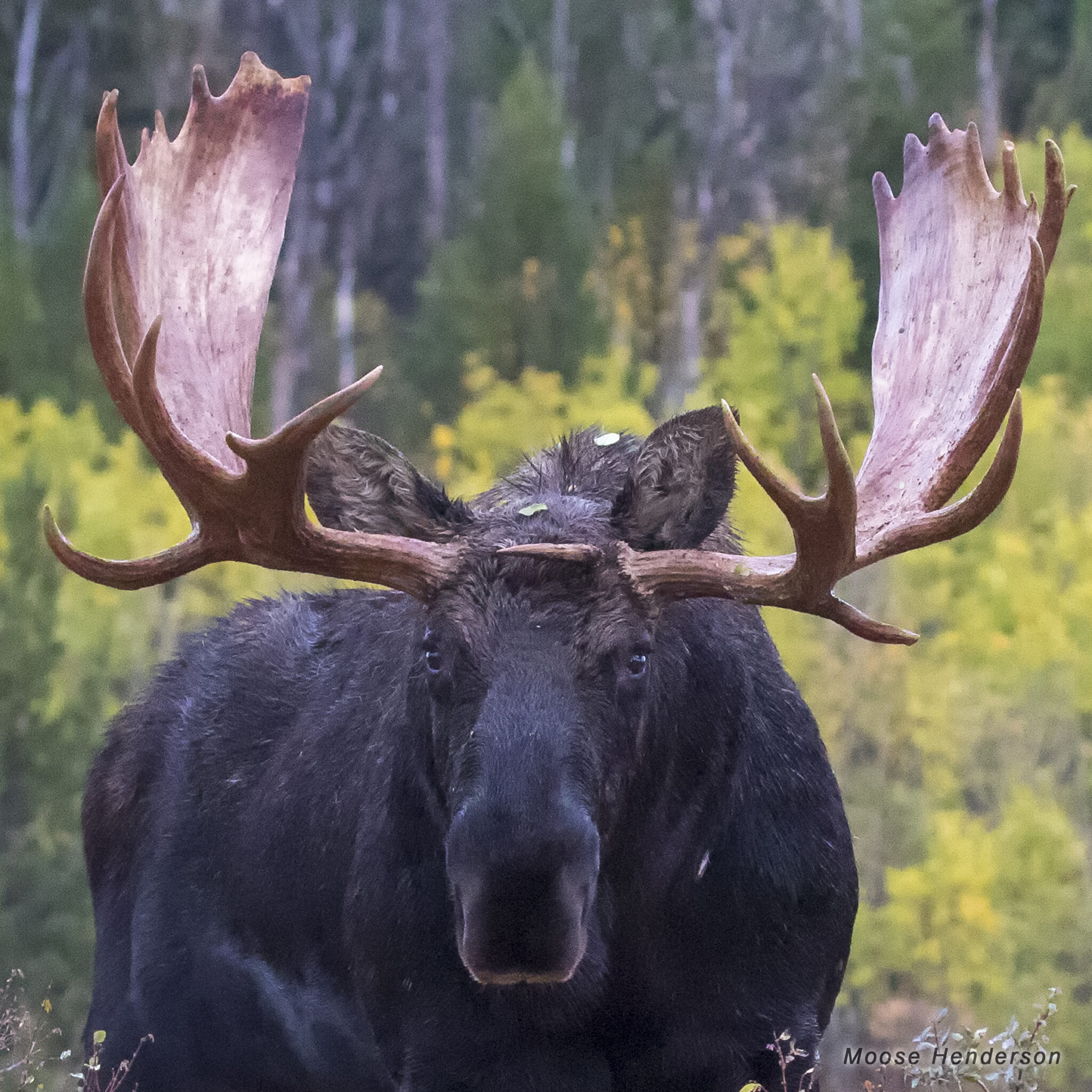 From Russia, With Love – THE ENVIRONMENTAL RECORD